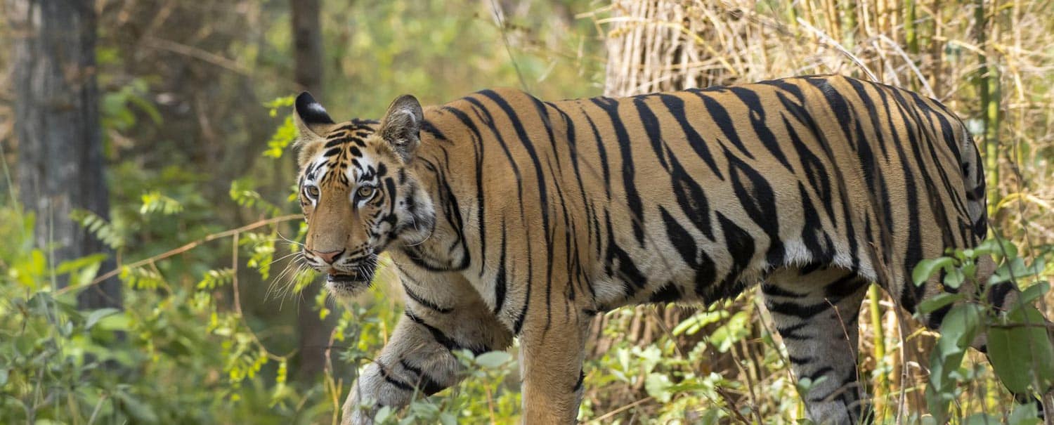 Tiger Tracker Expedition | United Jungle Guide Service